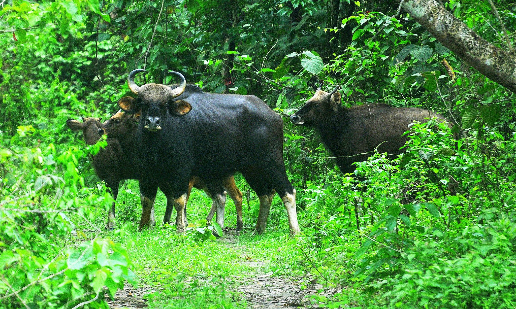 Dooars Tour - 3N/4D at incredible Price -Tripoventure